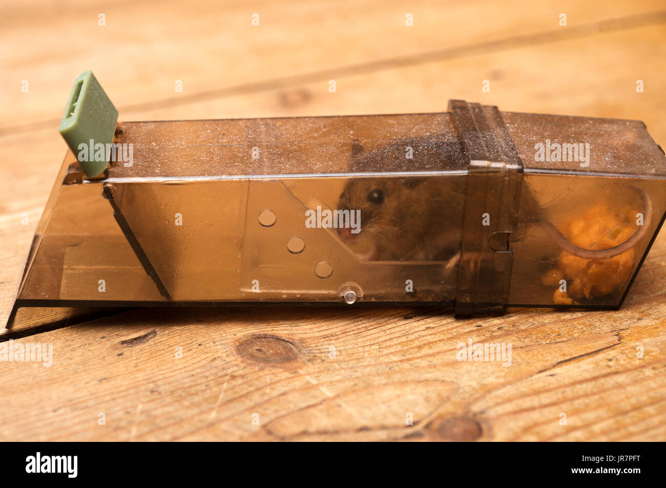 Humane mouse trap hi-res stock photography and images - Alamy