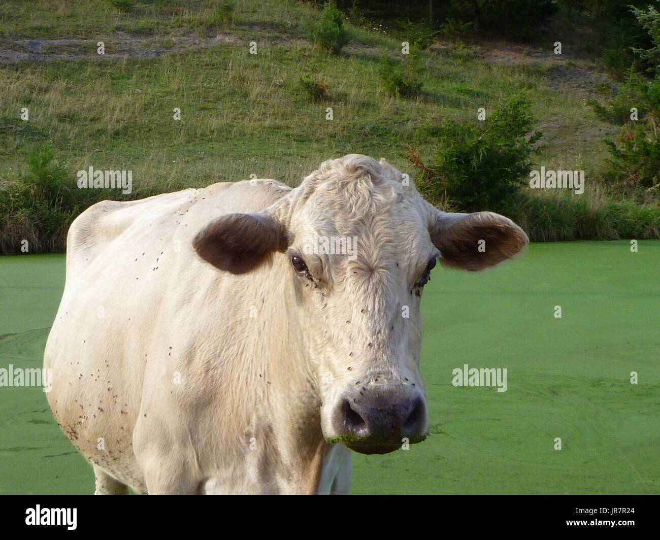 White cow covered with flies standing in algae-filled pond Stock Photo ...