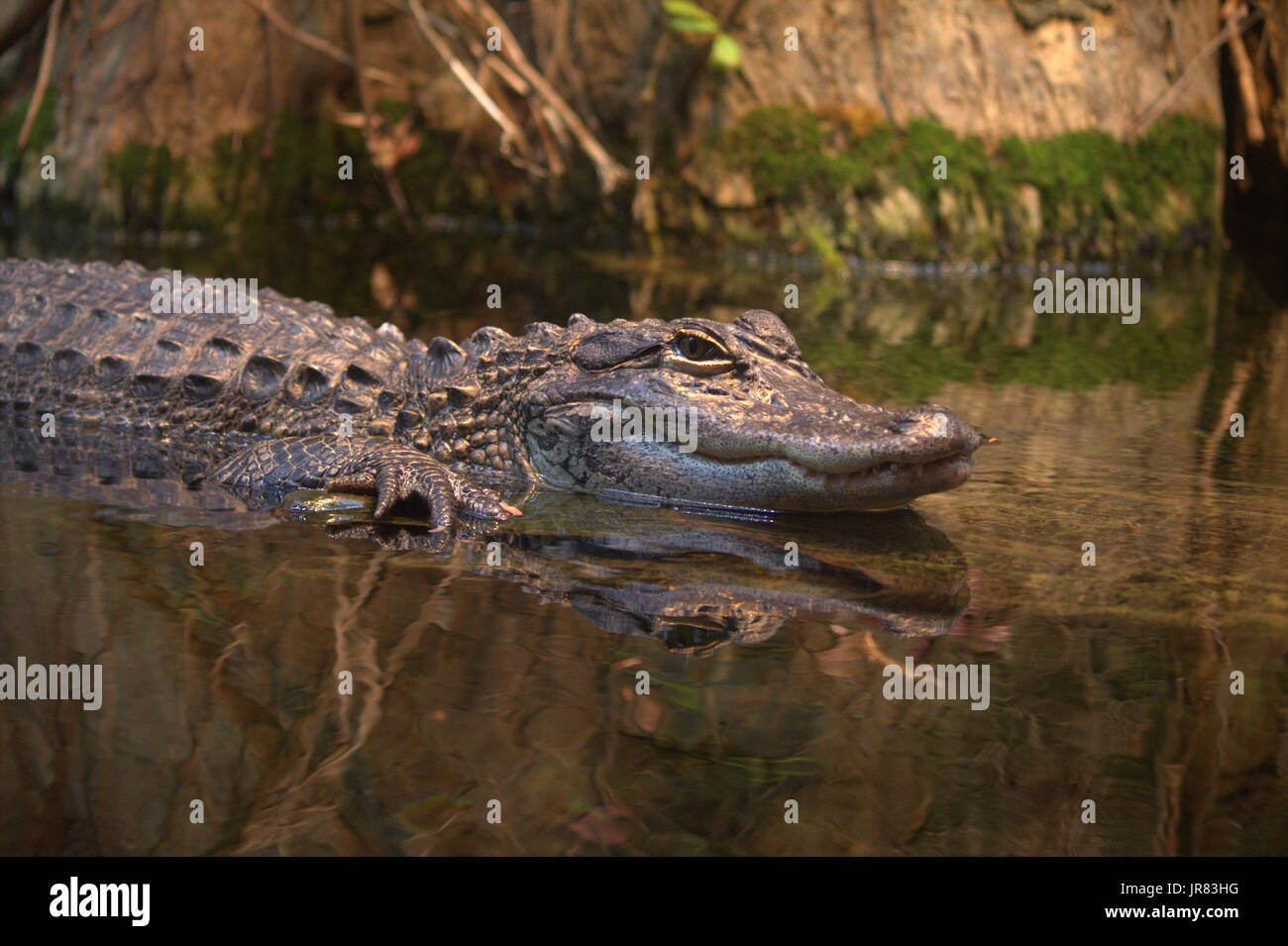 Single alligator in swampy location, side view Stock Photo - Alamy
