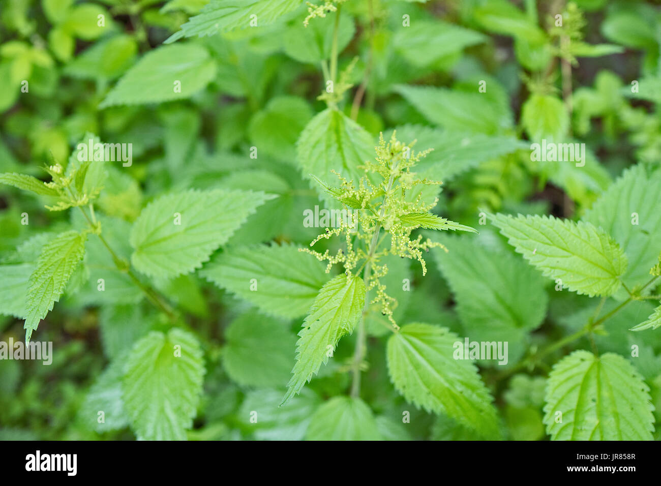 Field of nettles hi-res stock photography and images - Alamy