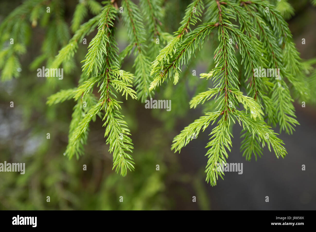 Prickly spruce hi-res stock photography and images - Alamy