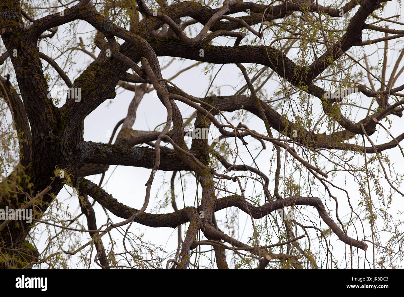 Curled branches hi-res stock photography and images - Alamy