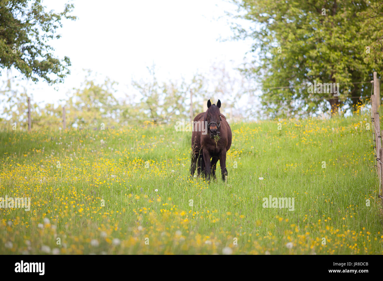Fat horse hi-res stock photography and images - Alamy