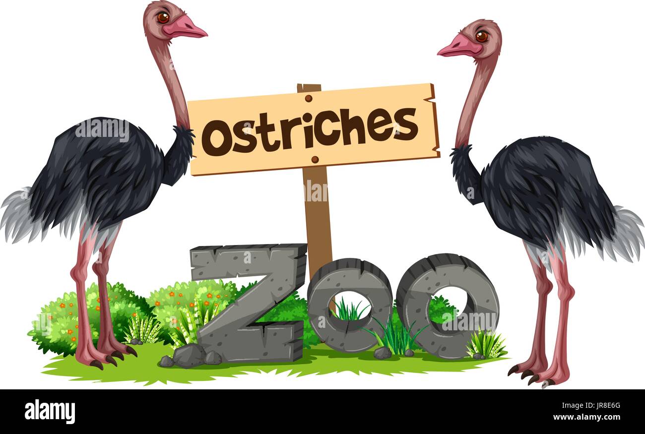 Ostriches at the zoo illustration Stock Vector Image & Art - Alamy