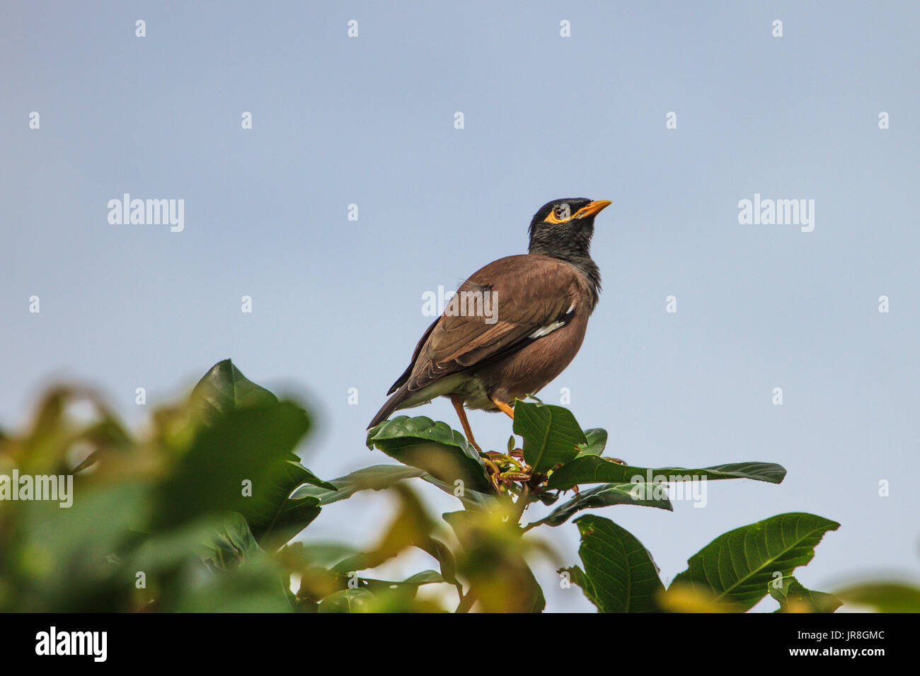 Common Myna bird (Acridotheres tristis) perching on the tree Stock ...