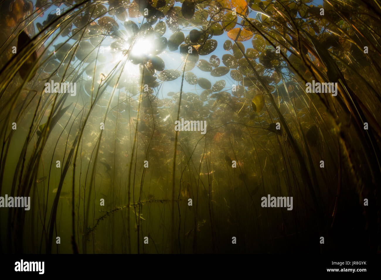 Light beams through lily pads growing in a freshwater pond on Cape Cod ...