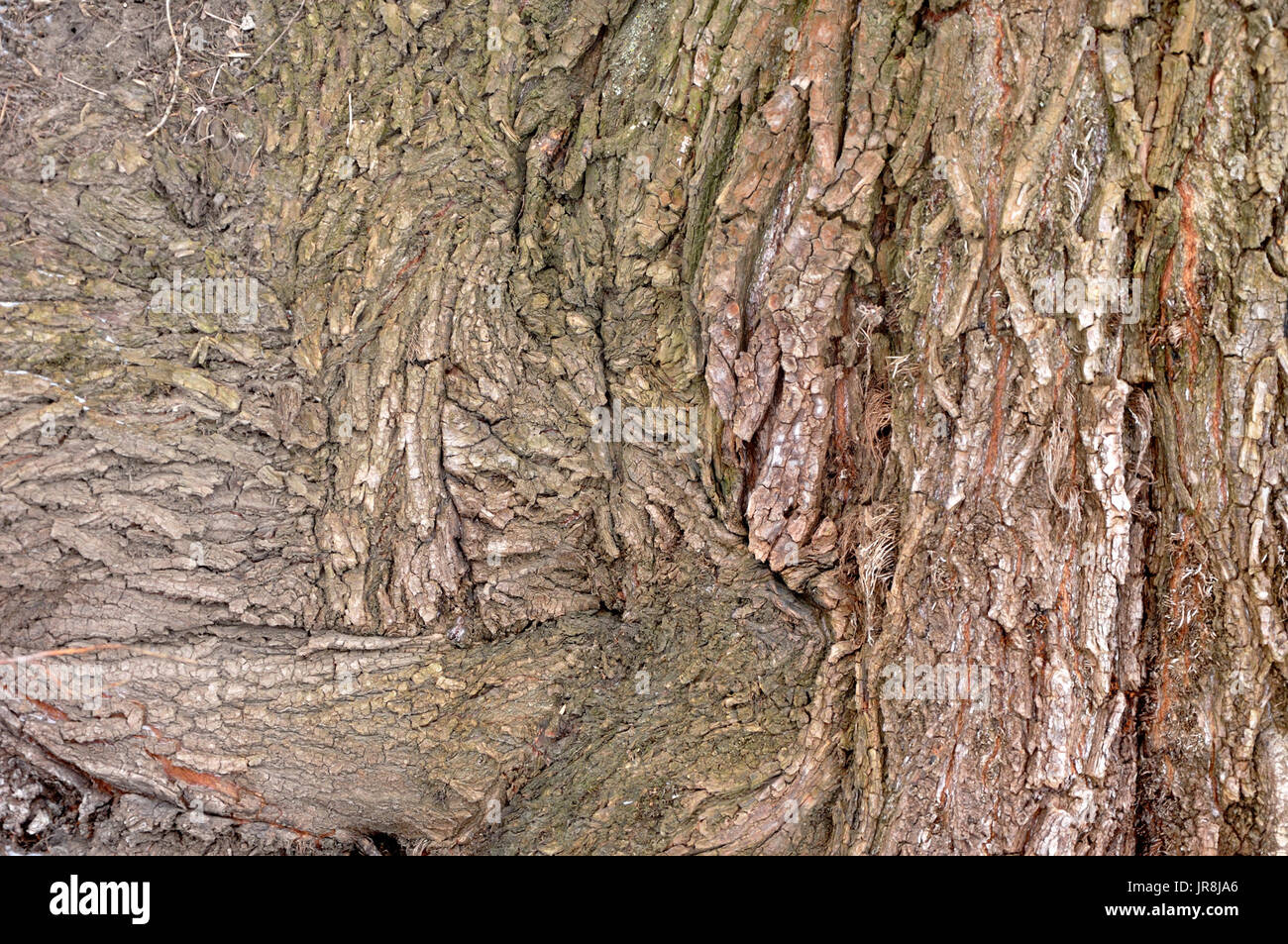 Willow tree bark hi-res stock photography and images - Alamy