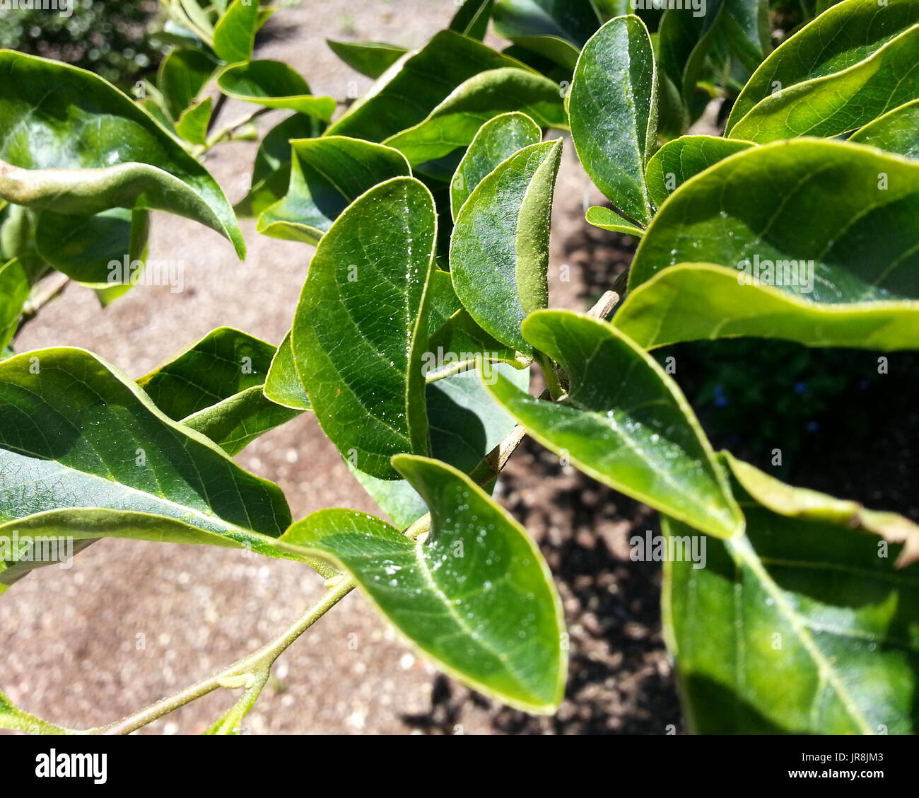 Japanese snowbell tree hi-res stock photography and images - Alamy