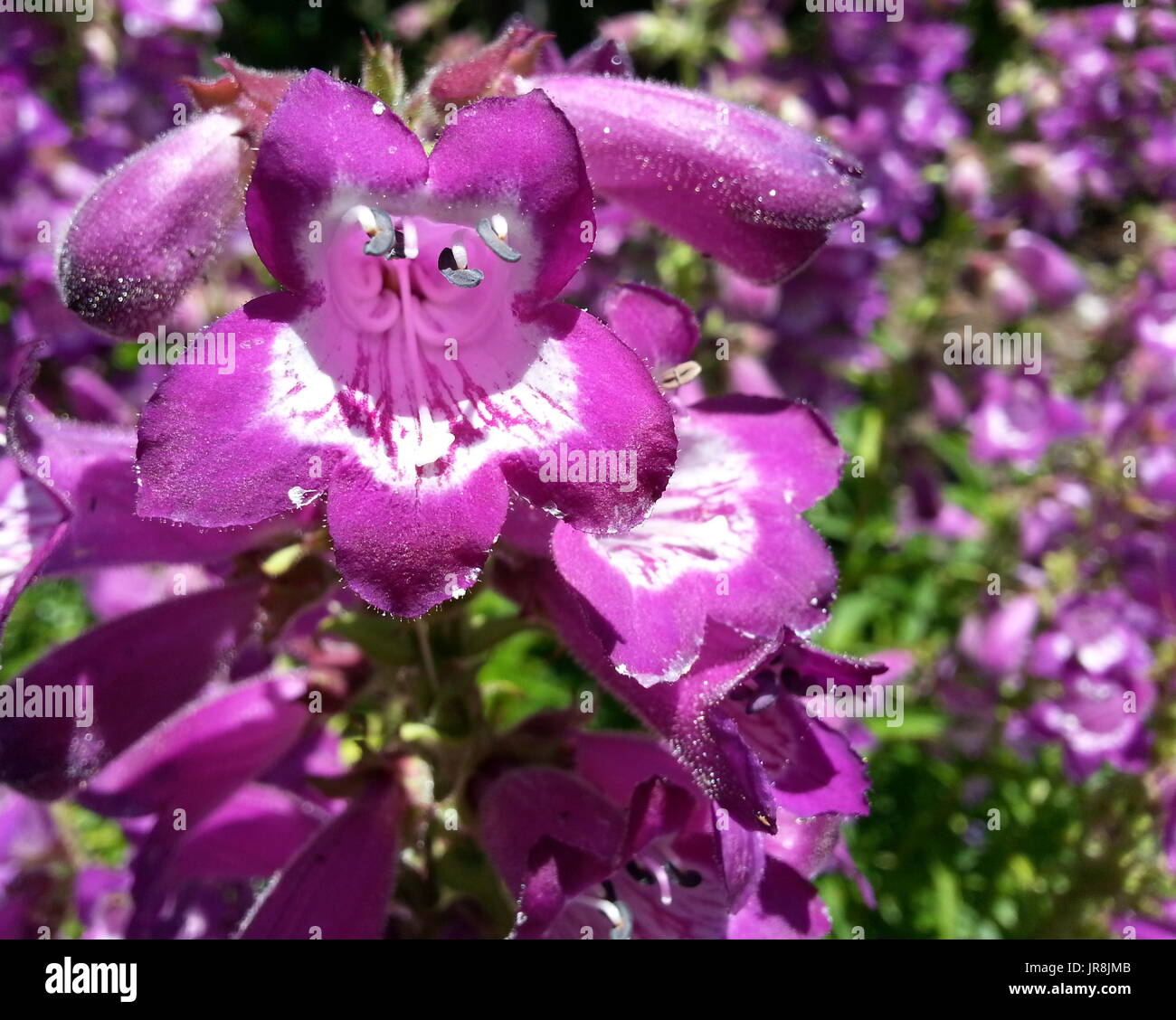 Bell flowers hi-res stock photography and images - Alamy