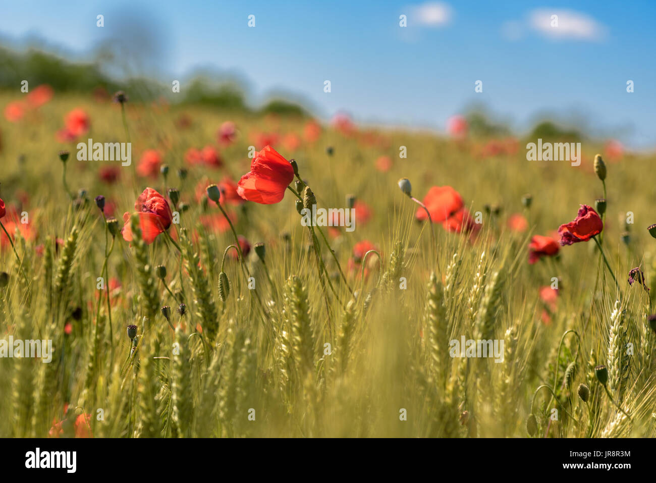 Colorful poppies field and yellow wheat in summer Stock Photo - Alamy