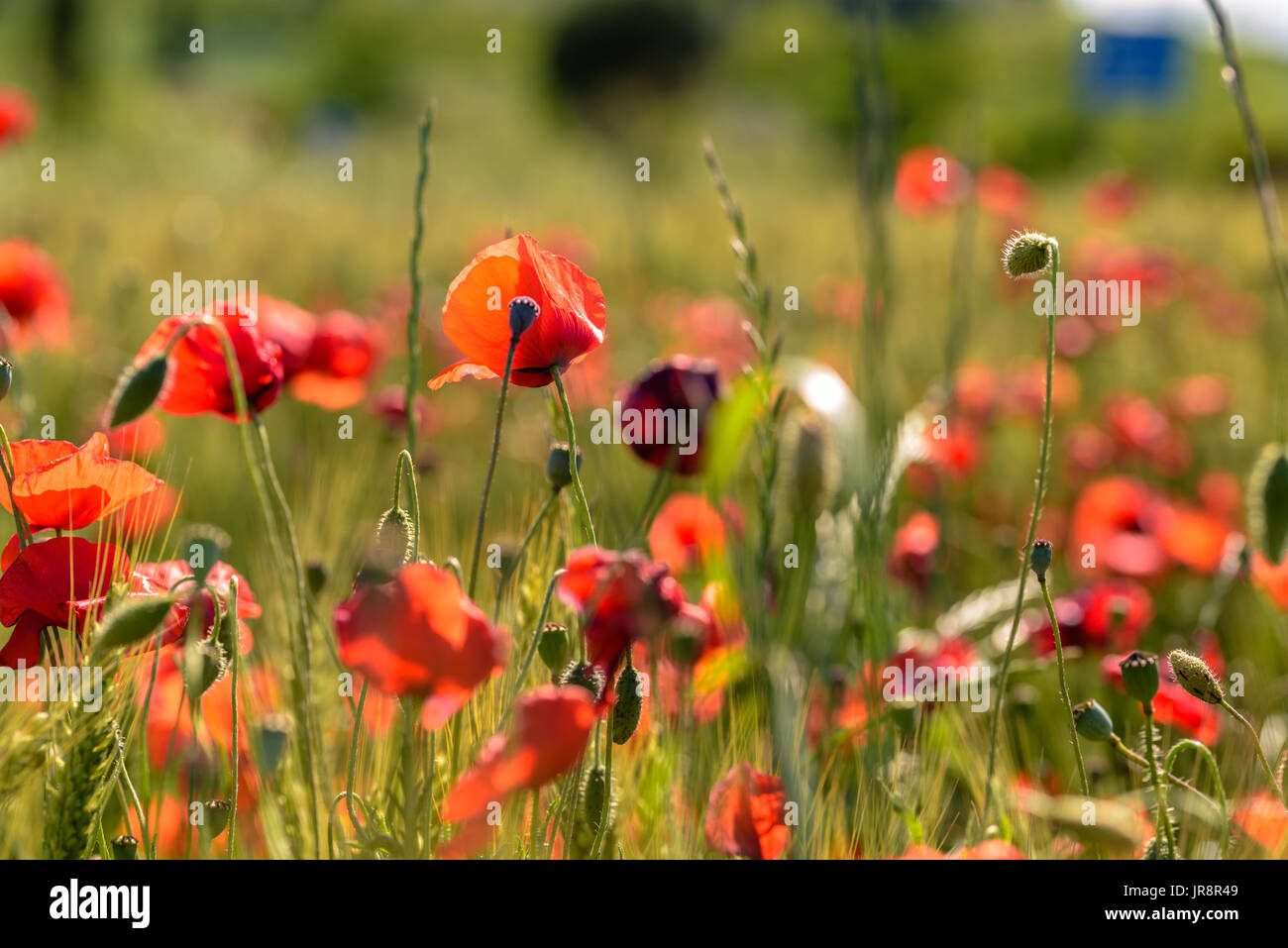 Poppies outdoor summer natural hi-res stock photography and images - Alamy