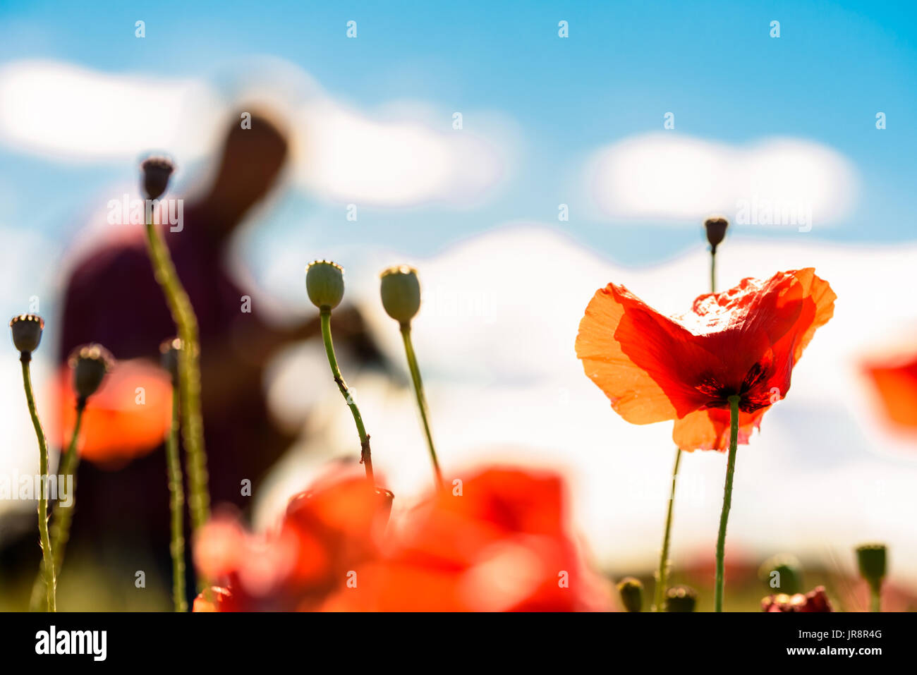 Poppies outdoor summer natural hi-res stock photography and images - Alamy