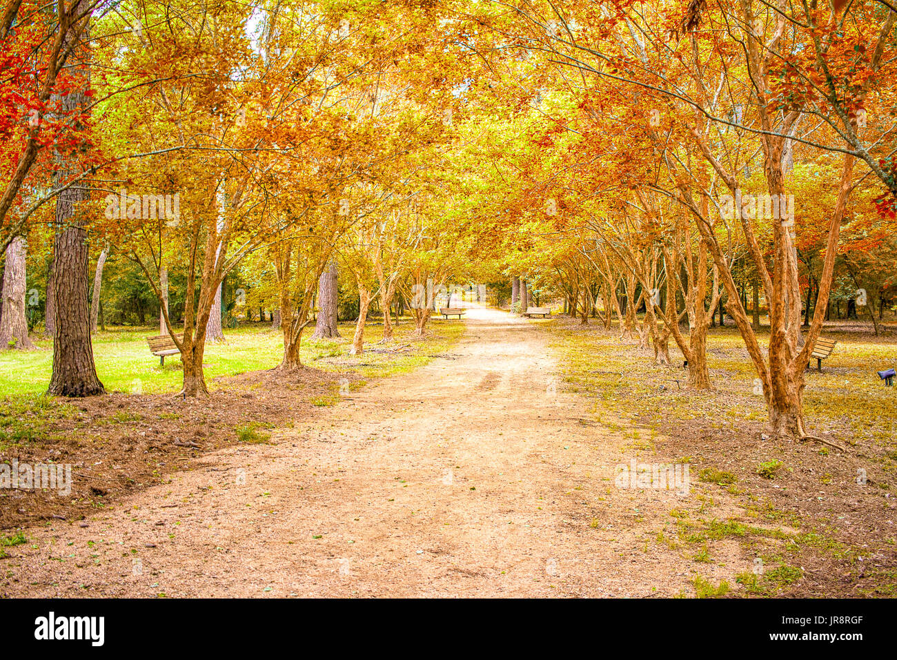 A trail lined by maple trees Stock Photo - Alamy