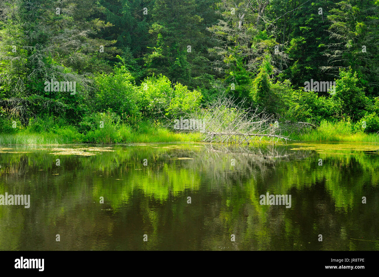 Connecticut state forest hi-res stock photography and images - Alamy