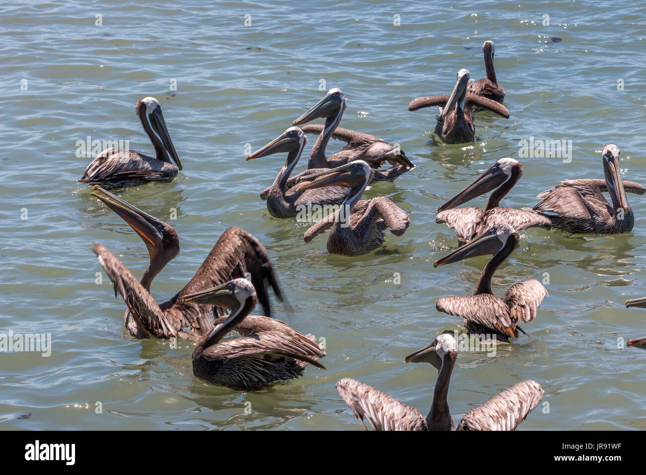 Brown pelican with pouch wide open hi-res stock photography and images ...