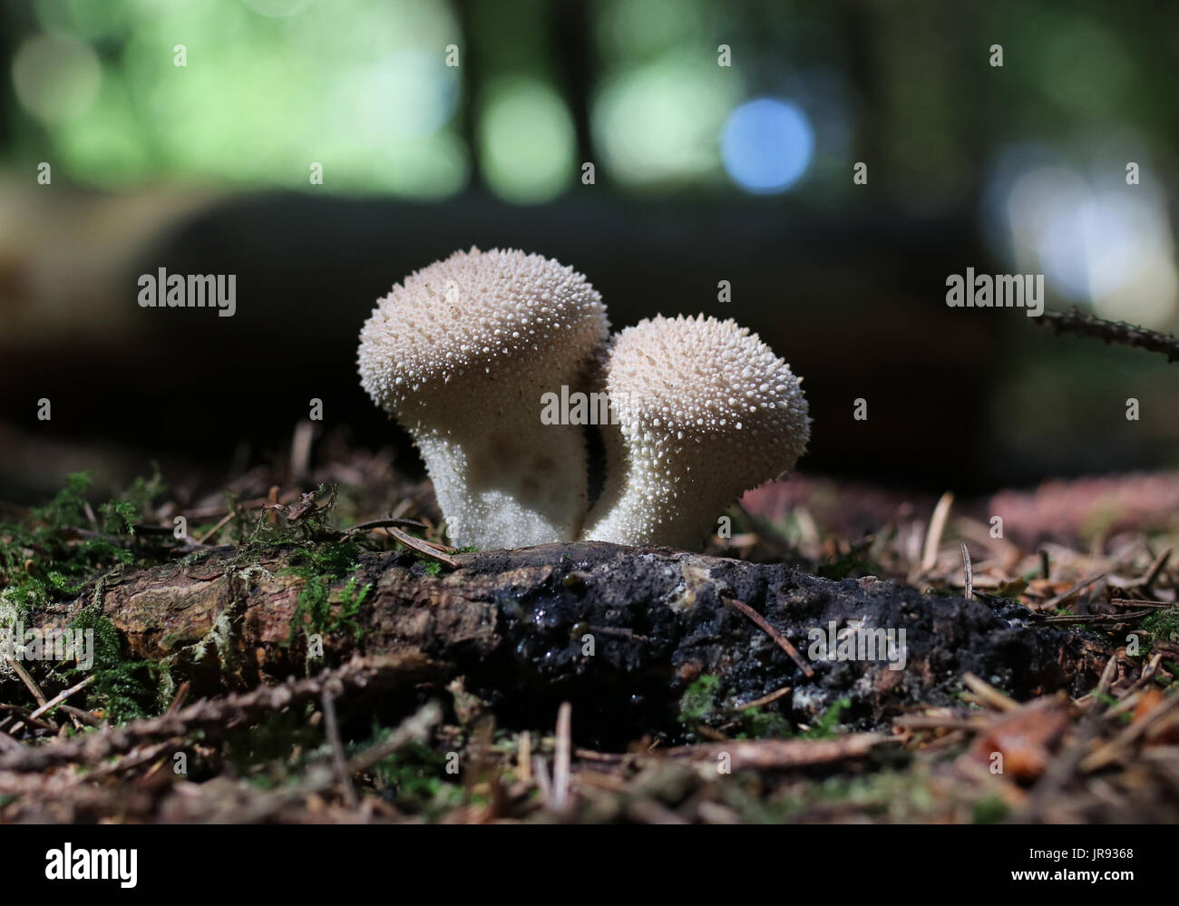 Common Puffball Mushroom Stock Photo - Alamy