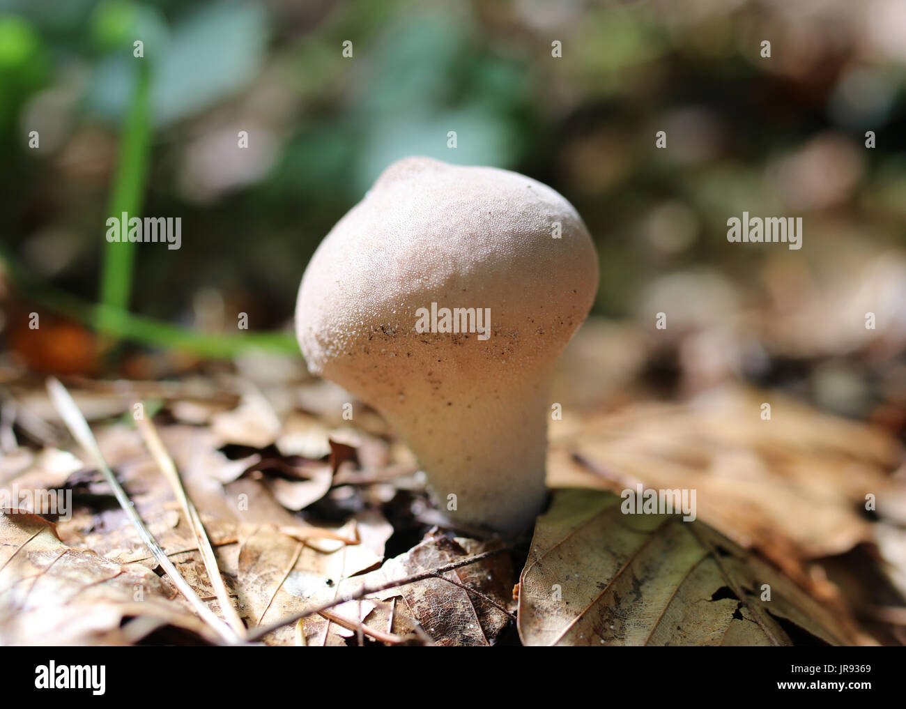 Puff Ball Fungi High Resolution Stock Photography and Images - Alamy