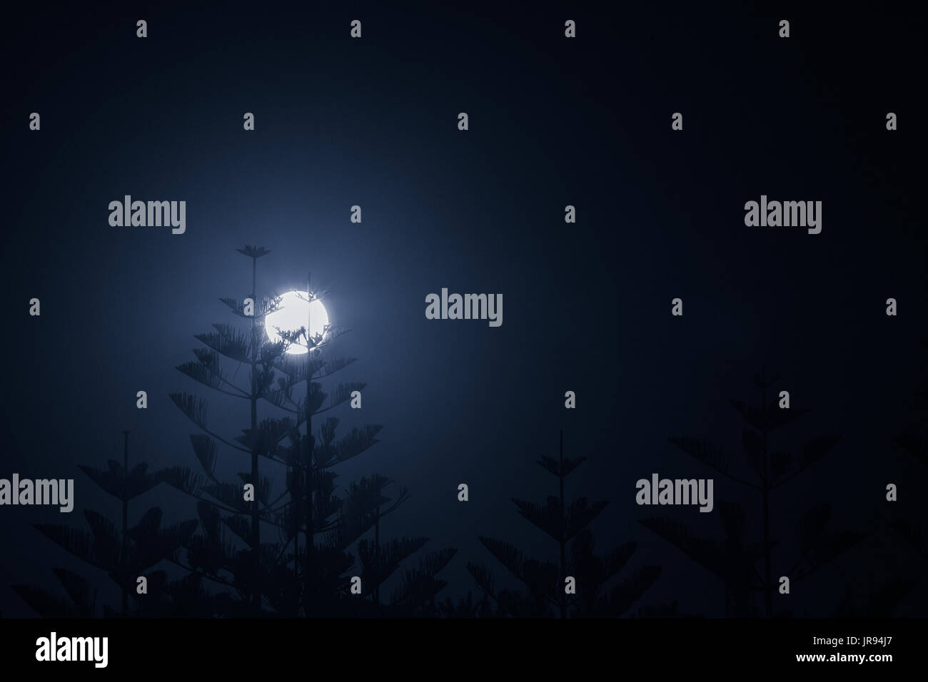 Moon pine tree forest sky hi-res stock photography and images - Alamy