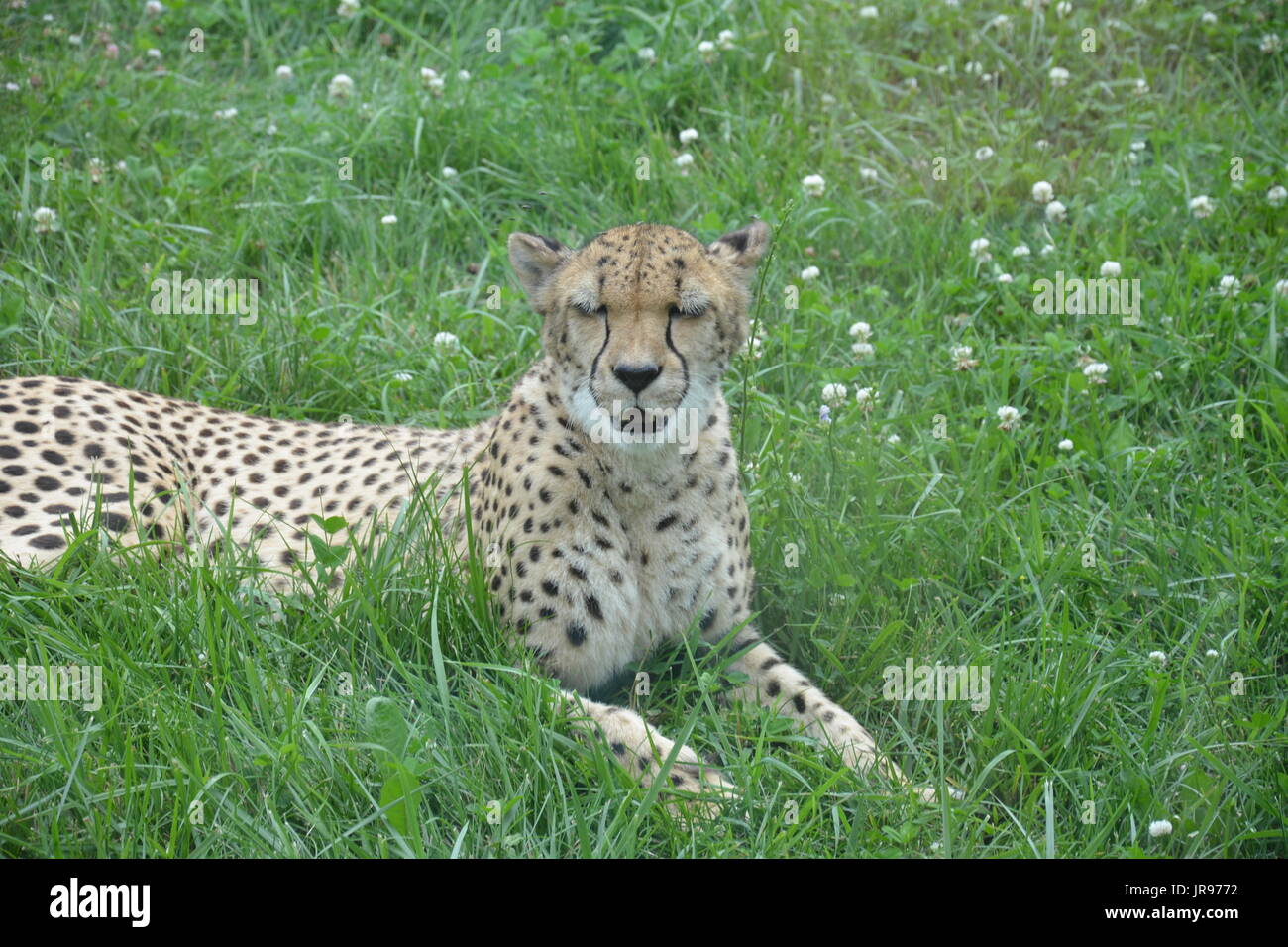 A single cheetah laying and playing in the grass Stock Photo - Alamy