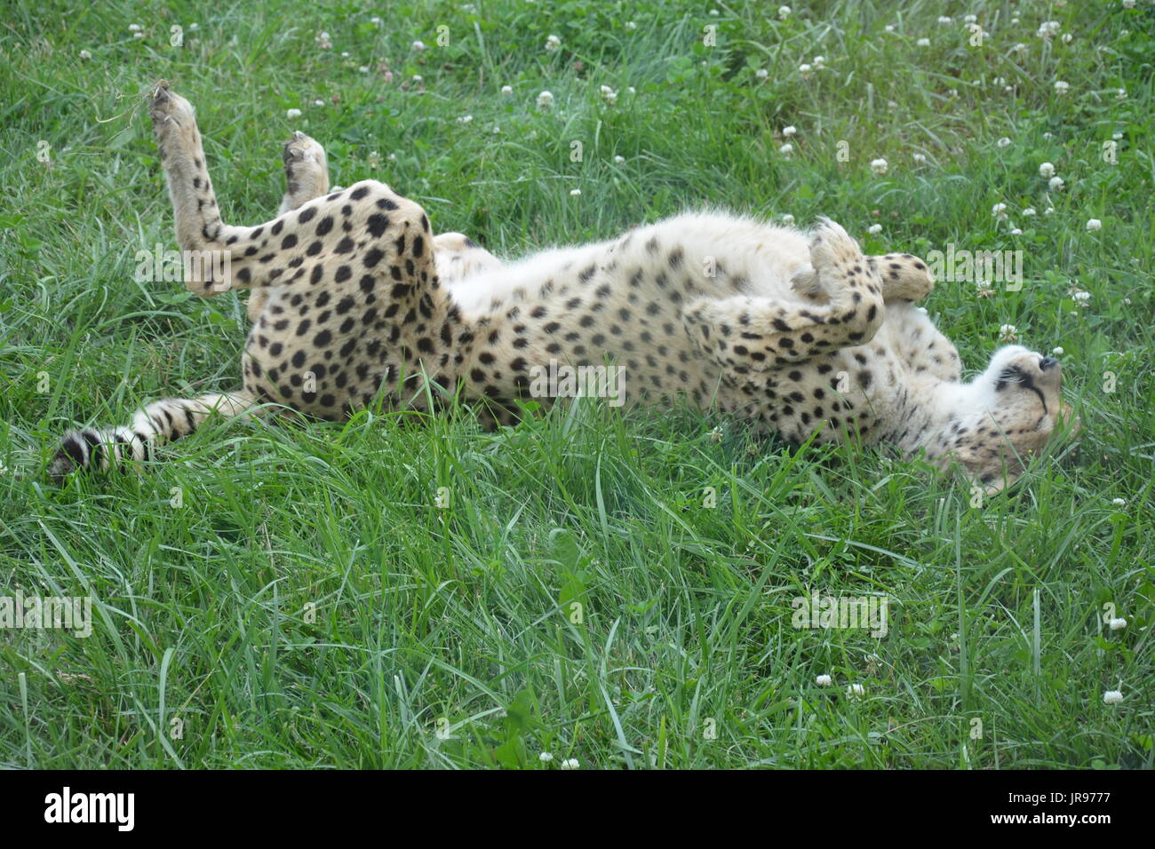 A single cheetah laying and playing in the grass Stock Photo - Alamy