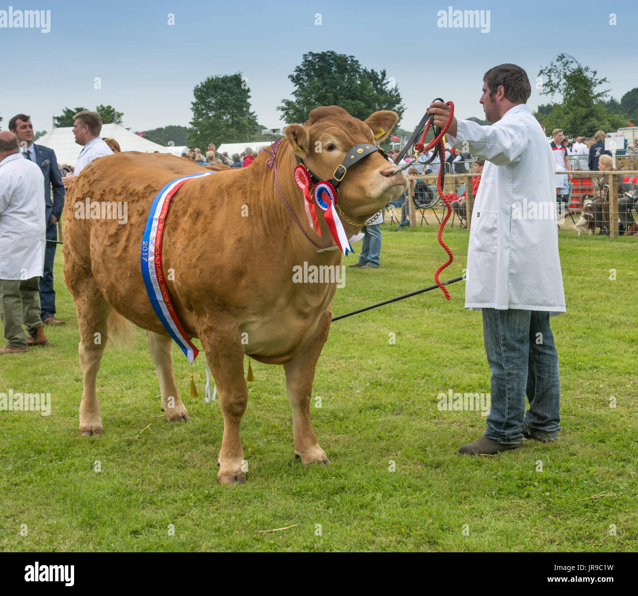 Champion bull hi-res stock photography and images - Alamy