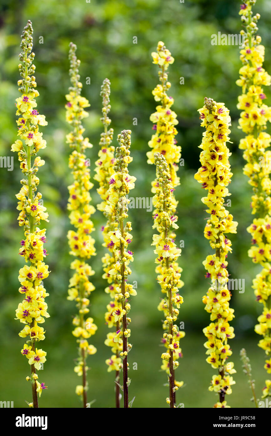 Mullein stem hi-res stock photography and images - Alamy