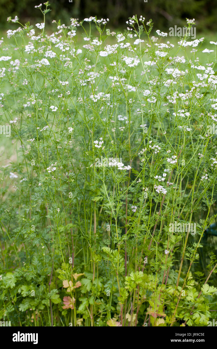 Coriander (Coriandrum sativum Stock Photo - Alamy