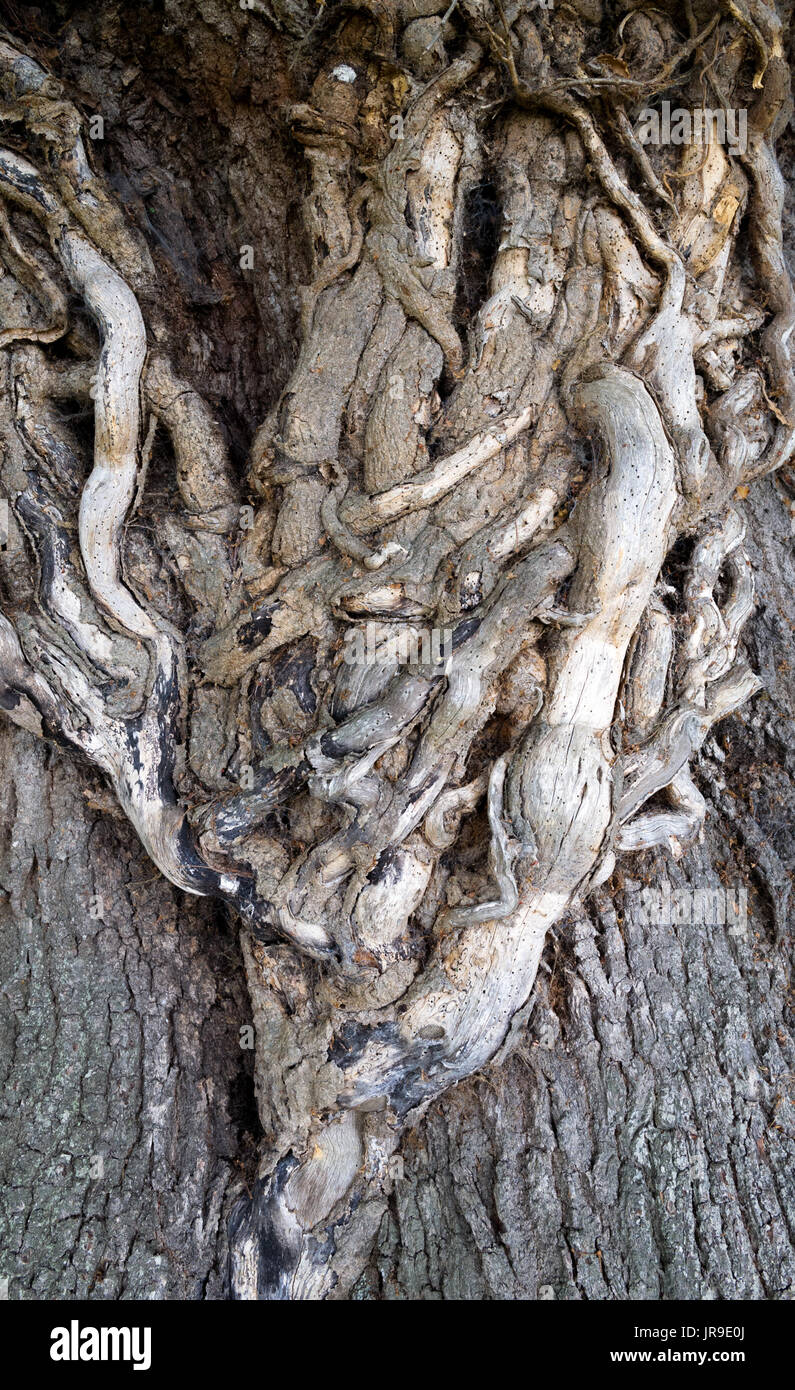 Dead ivy stems on the tree trunk of an oak tree Stock Photo - Alamy