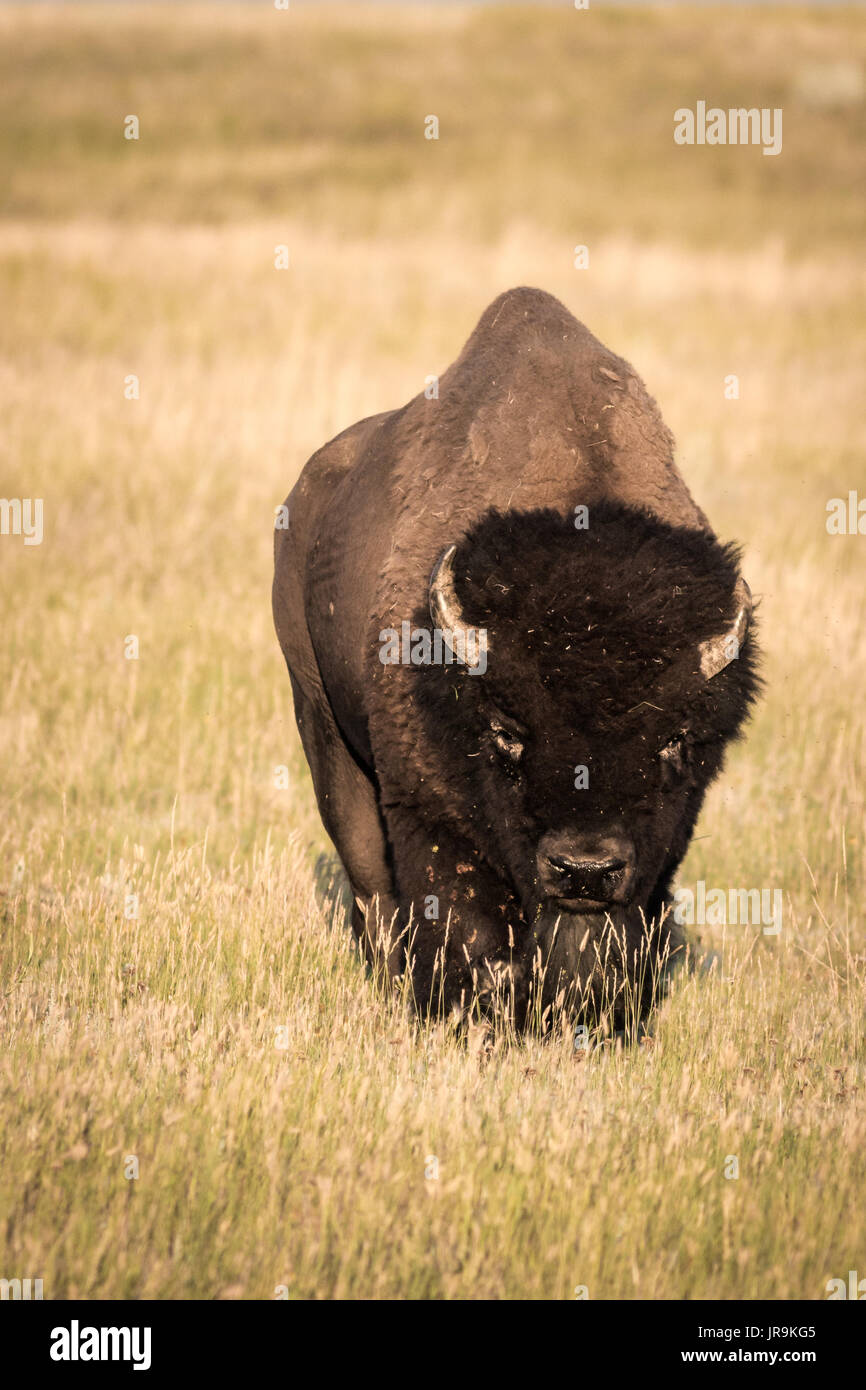 A lonely adult Bison bull (Bison bison) on the prairies of Saskatchewan ...