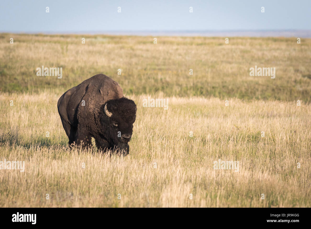 Grasslands national park saskatchewan hi-res stock photography and ...