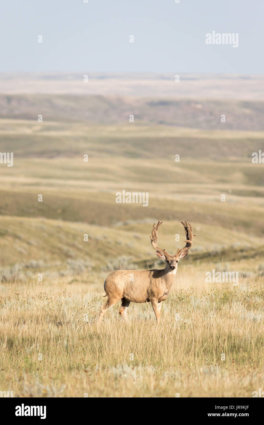 A mature Mule deer (Odocoileus hemionus) buck on the wide open plains ...