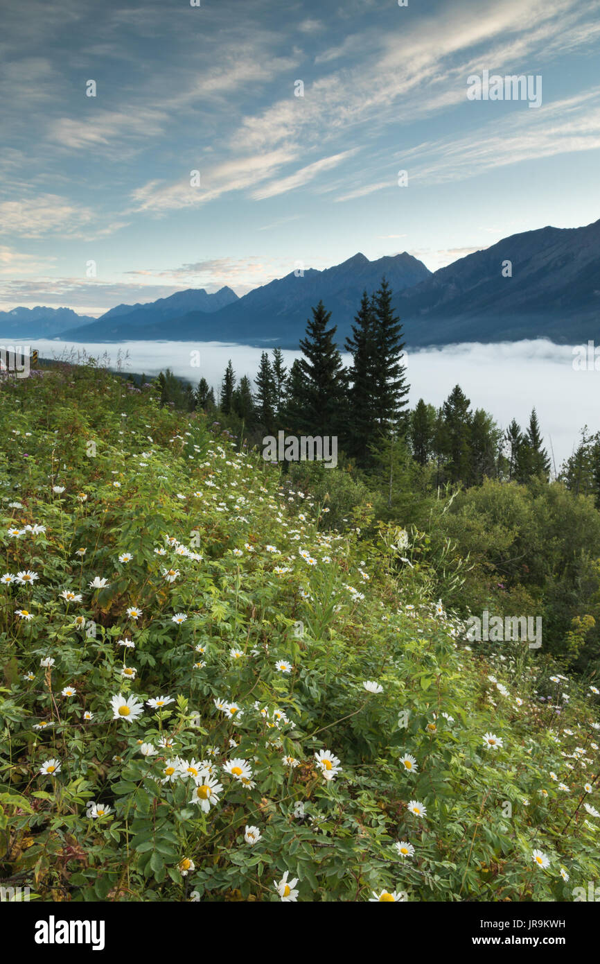 White flowers as a foreground to spectacular mountain scenes Stock ...