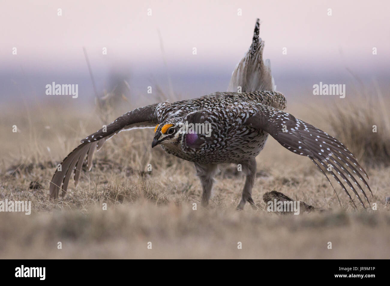 Sharp-tailed Grouse ( Tympanuchus phasianellus) dancing on its lek ...
