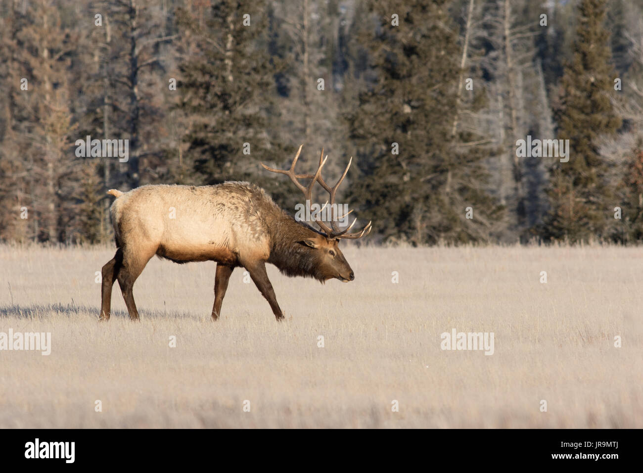 Mature bull elk ( Cervus canadensis) walking through a meadow in Jasper ...
