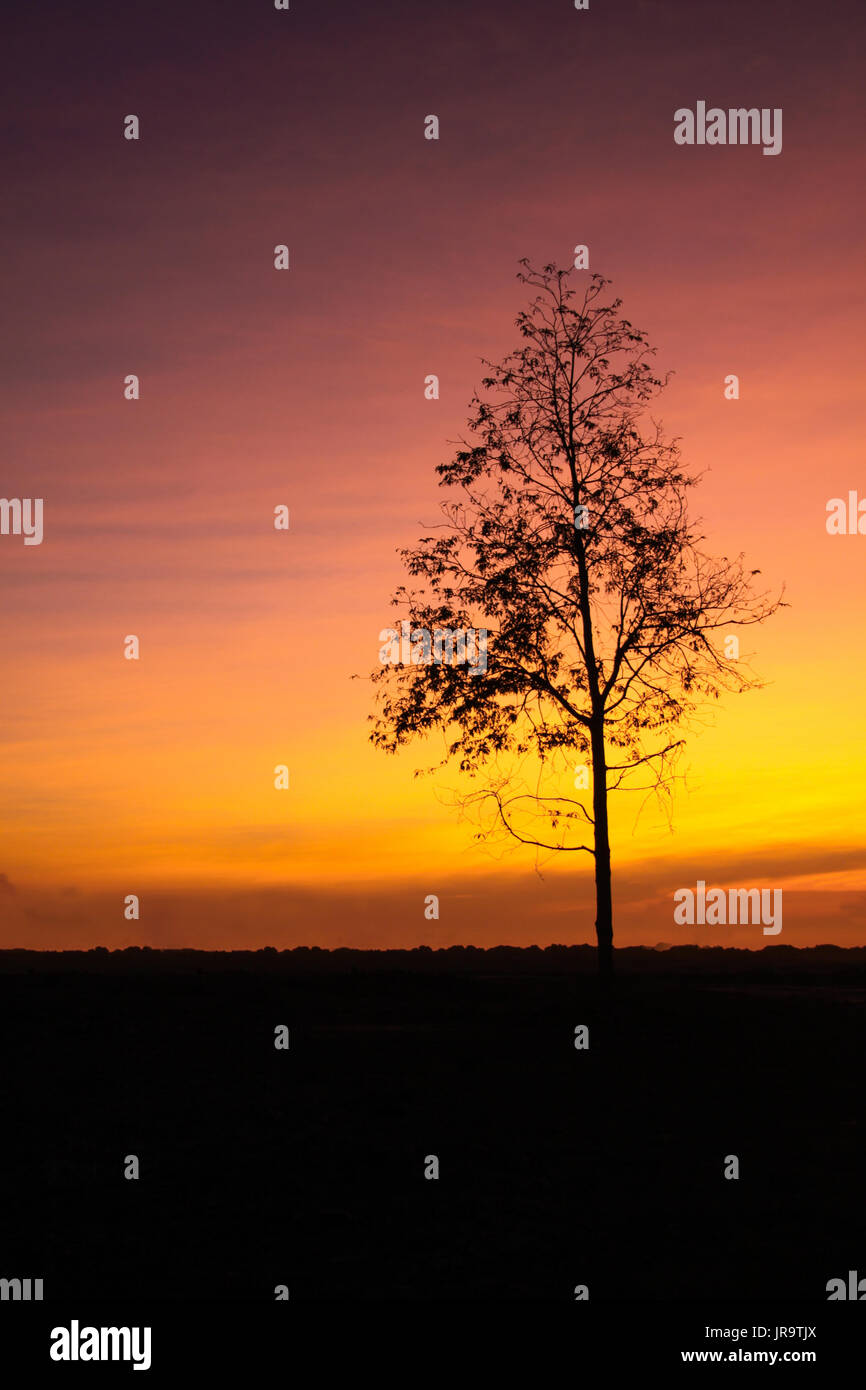 Lonely leafless trees hi-res stock photography and images - Alamy