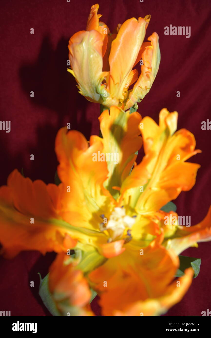 Abstract tulip, Abstract Tulipa Stock Photo - Alamy