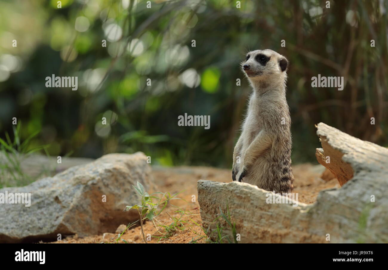 An image of a single meerkat Stock Photo - Alamy