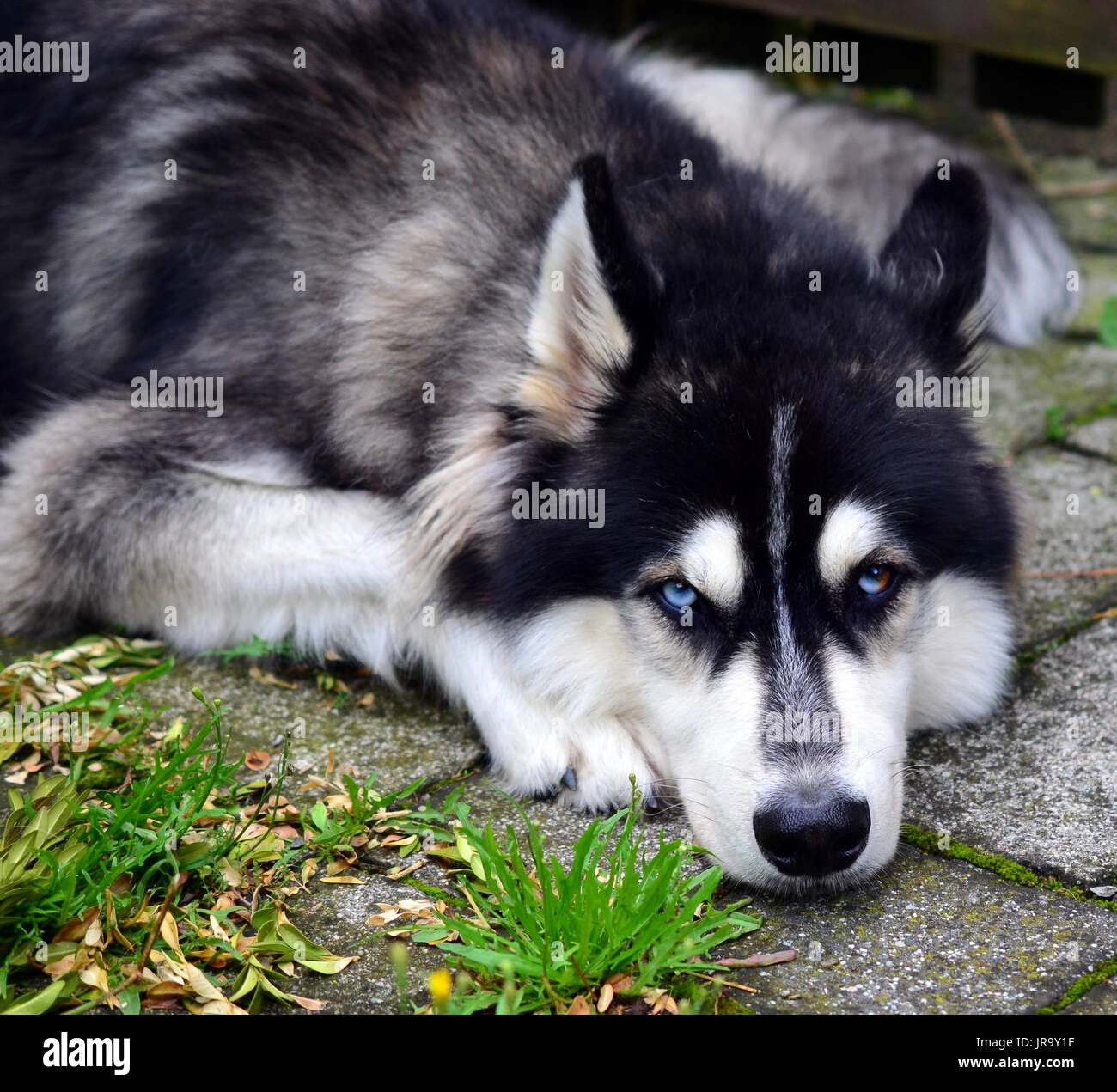 Summer tired sad hi-res stock photography and images - Alamy