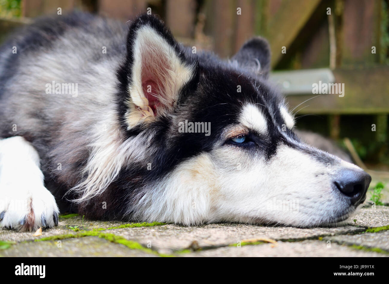Tired Siberian Husky taking a nap in garden Stock Photo - Alamy