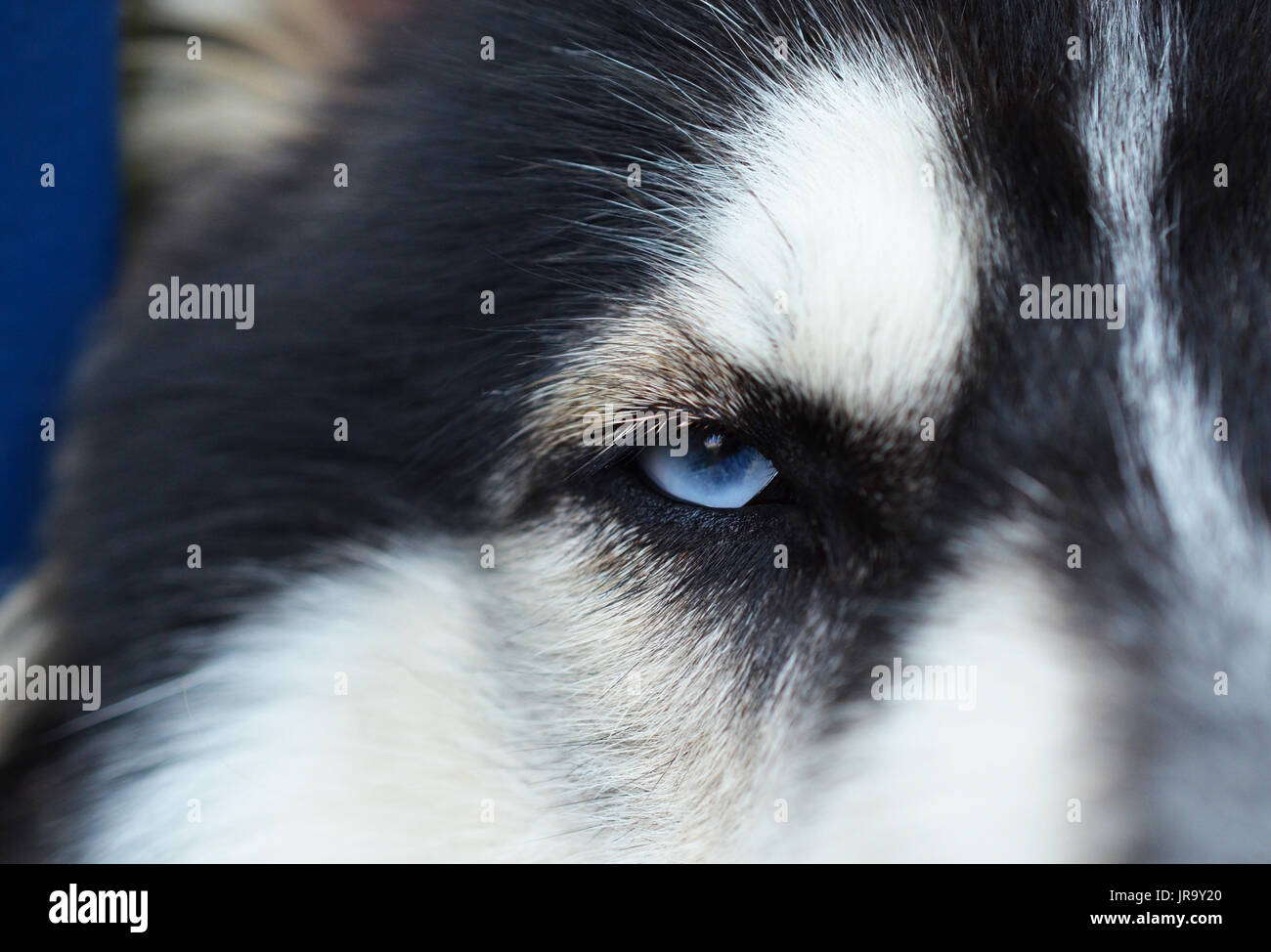 Close up view of a Siberian Husky's blue eye Stock Photo - Alamy