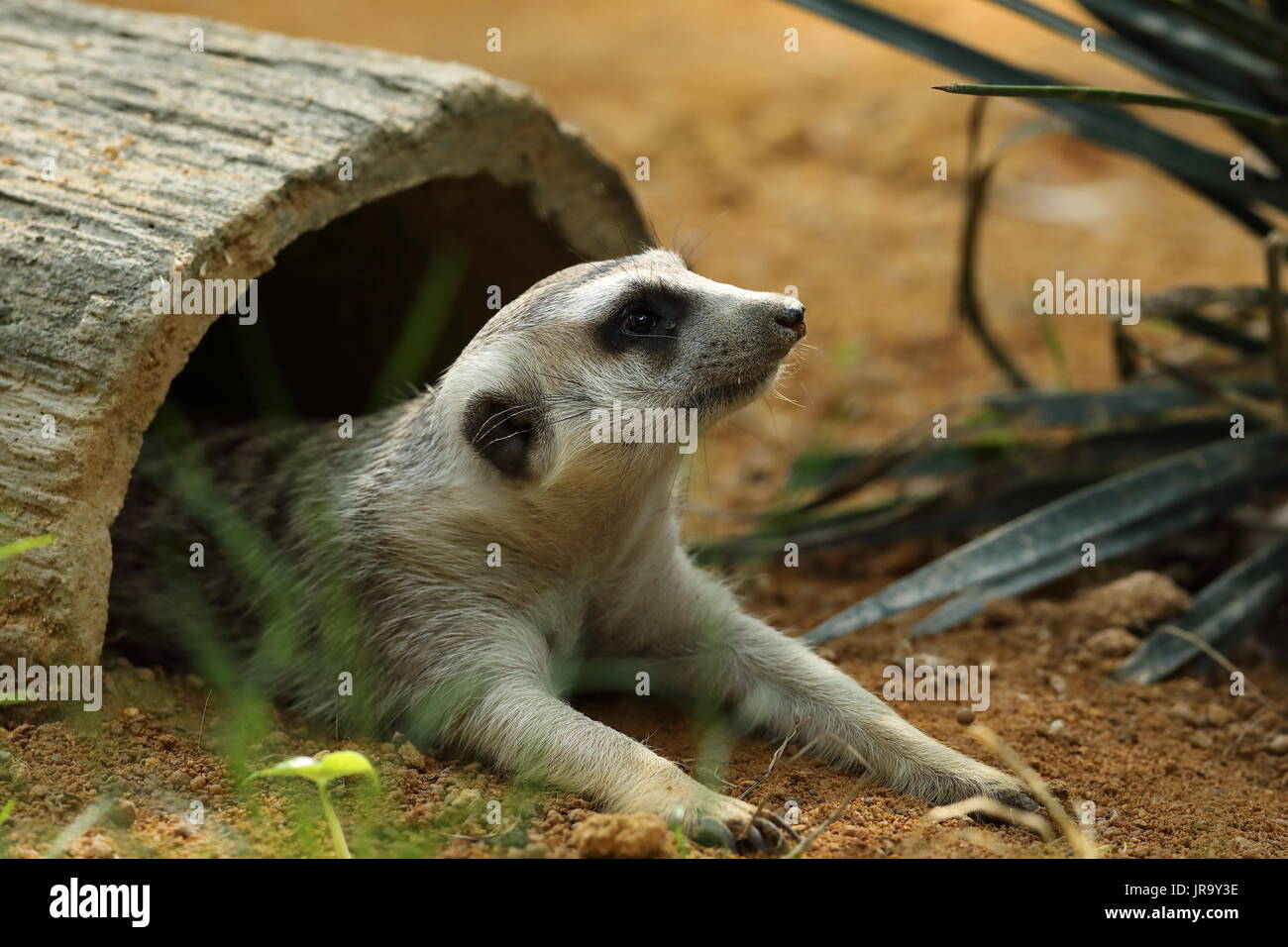 Single meerkat hi-res stock photography and images - Alamy