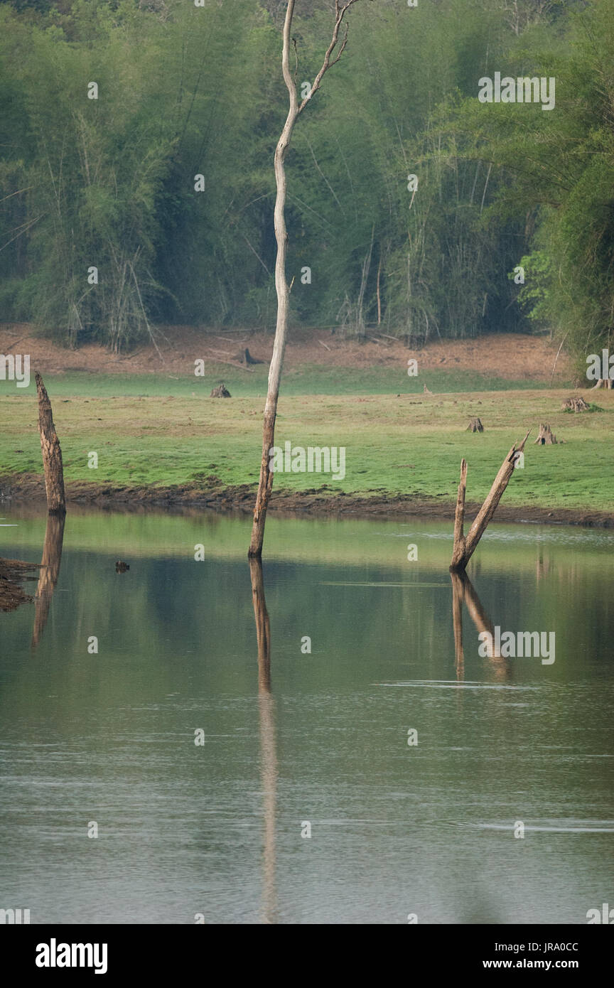 Kabini forest reserve karnataka hi-res stock photography and images - Alamy