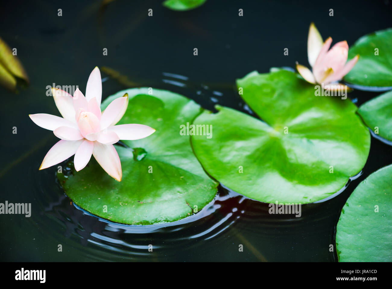 Two color lotus hi-res stock photography and images - Alamy