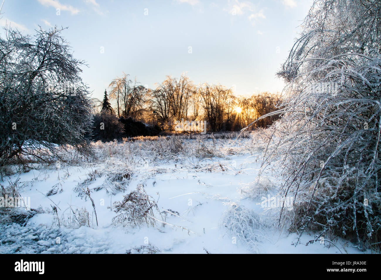 After an ice storm, the trees and bushes are covered in a layer of ice ...