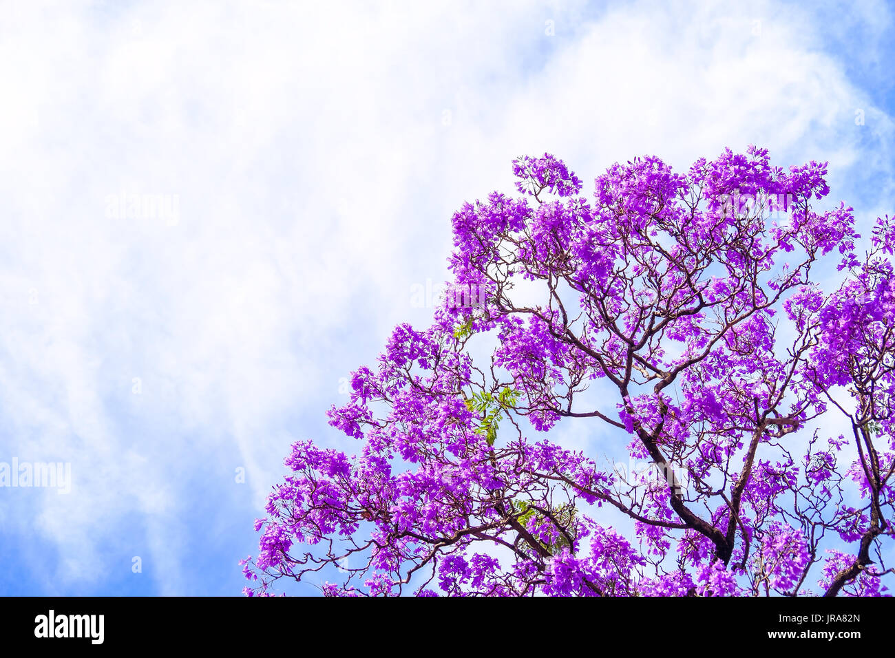 Jacaranda tree hi-res stock photography and images - Alamy