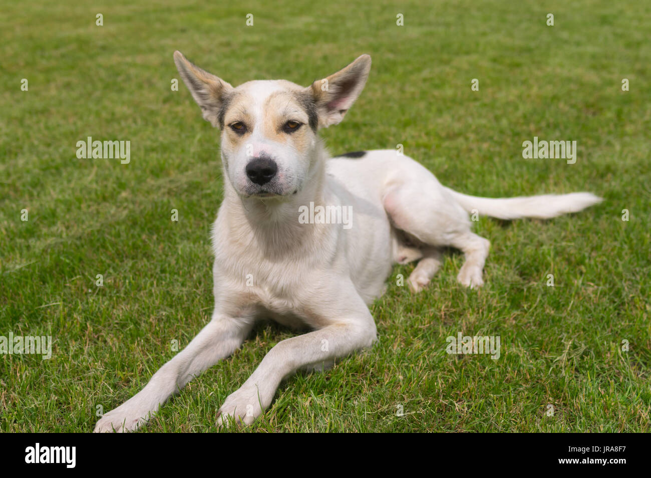 Cross-breed dog with swollen cheeks after insect's sting lying on a ...