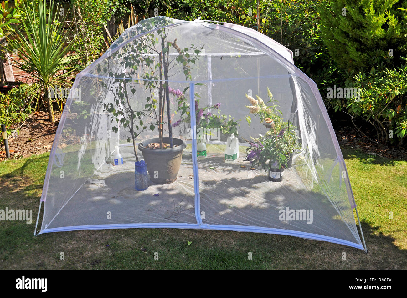 Mosquito Tent used as a butterfly cage Stock Photo - Alamy