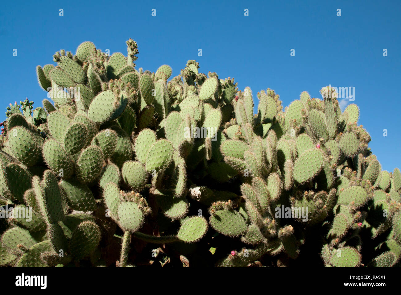 Cactus garden at island Majorca, Balearic Islands, Spain Stock Photo ...