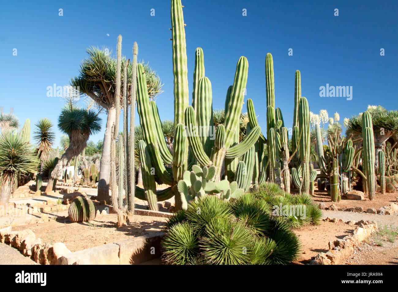 Cactus garden at island Majorca, Balearic Islands, Spain Stock Photo ...