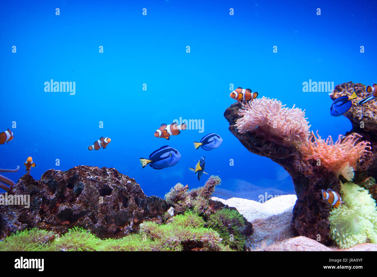 Colorful exotic tropical fishes underwater in aquarium Stock Photo - Alamy